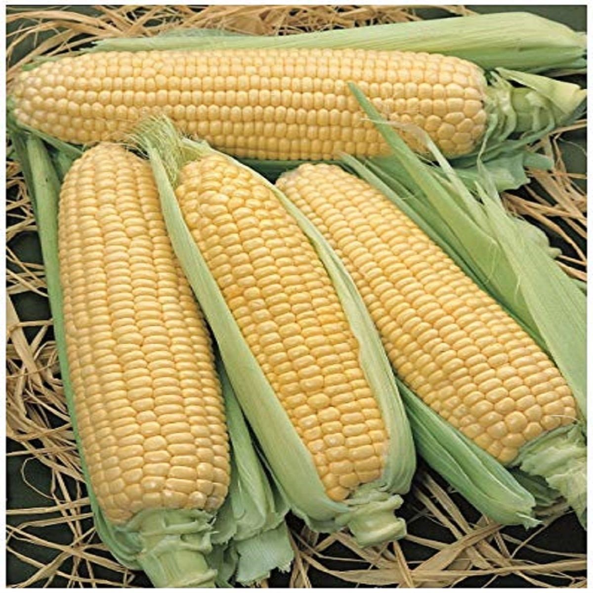 Sweetcorn Elan F1 - Budget Seeds