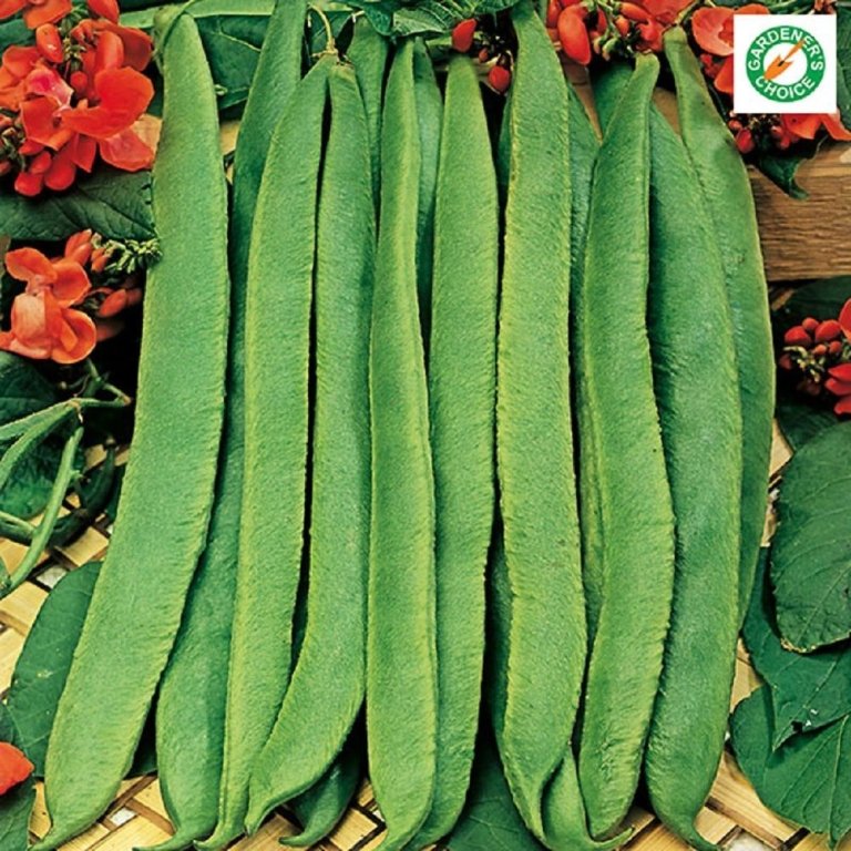 Runner Bean Scarlet Emperor - Budget Seeds