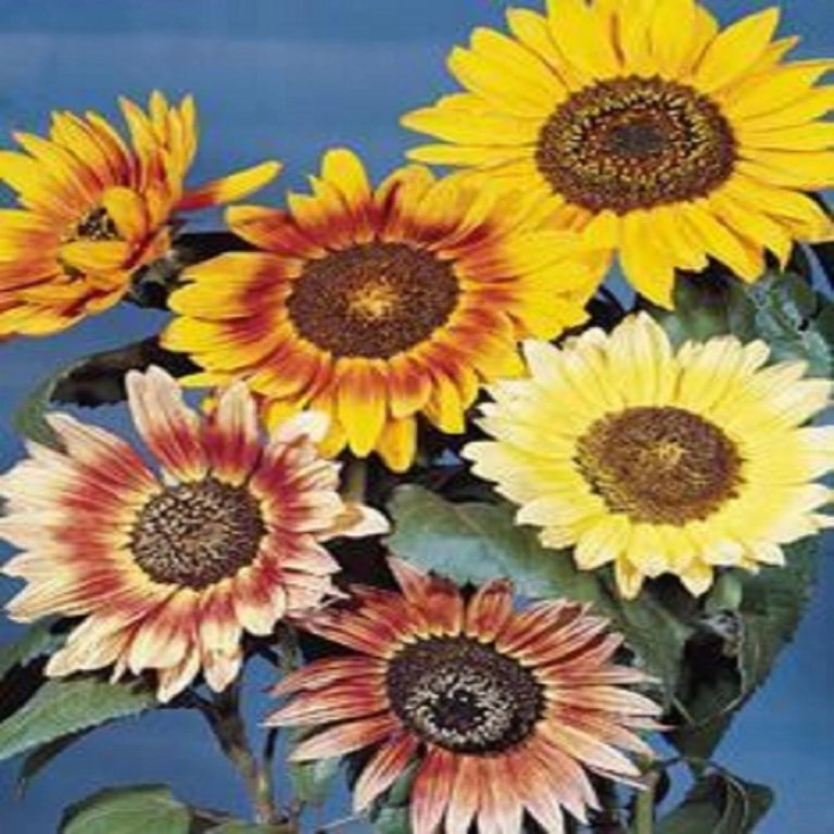 Sunflower Autumn Beauty - Budget Seeds