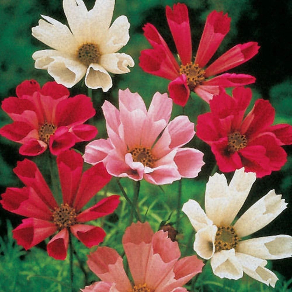 Cosmos Bipinnatus Sea Shells Mixed - Budget Seeds