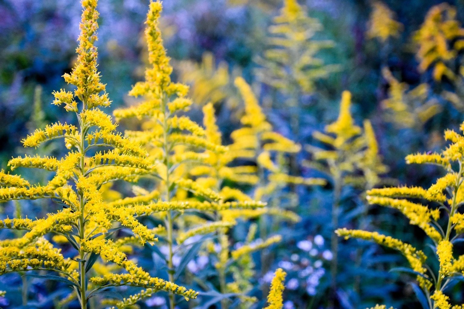 Solidago Canadensis Golden Rod - Budget Seeds