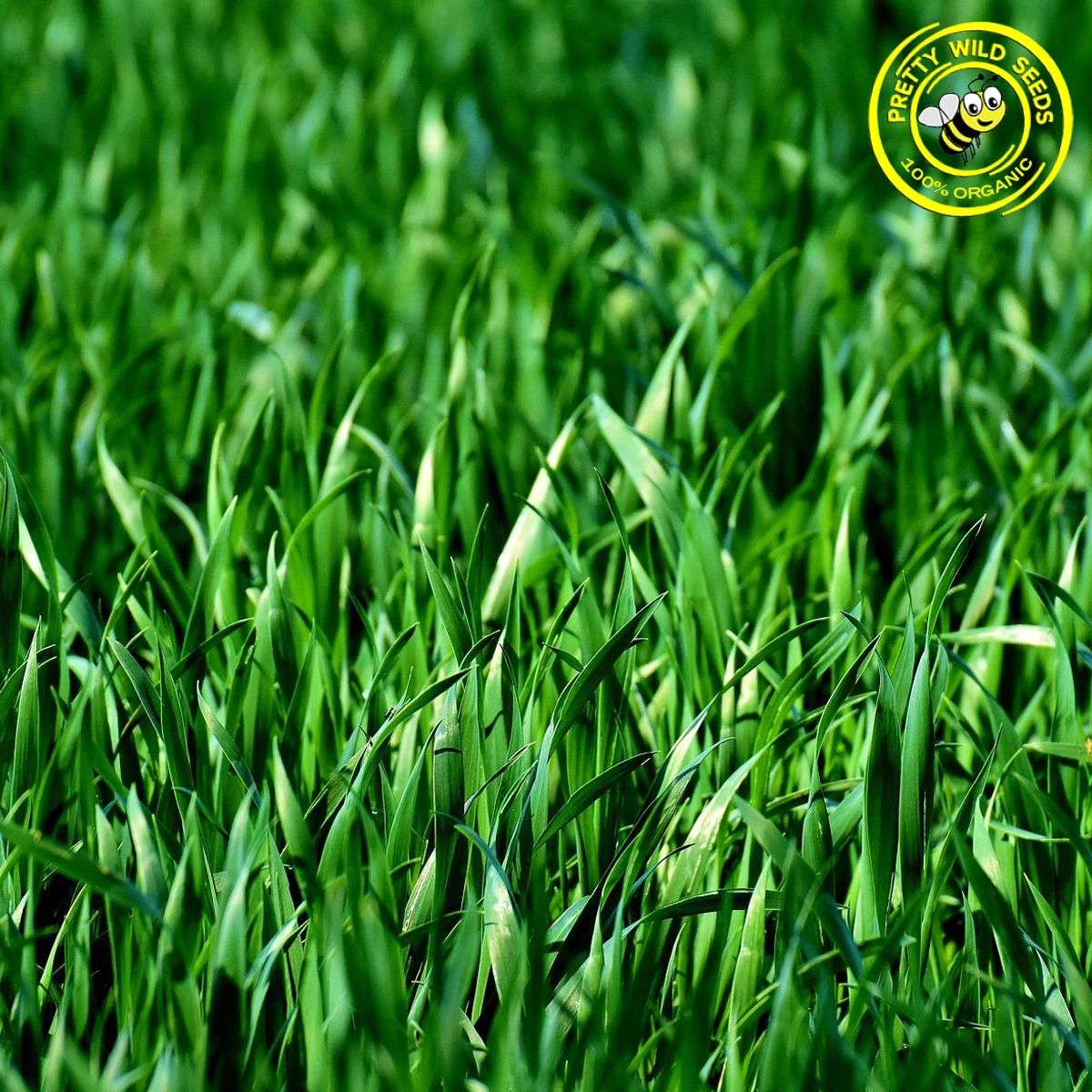 100% Organic Hard Wearing Grass Seed - Budget Seeds