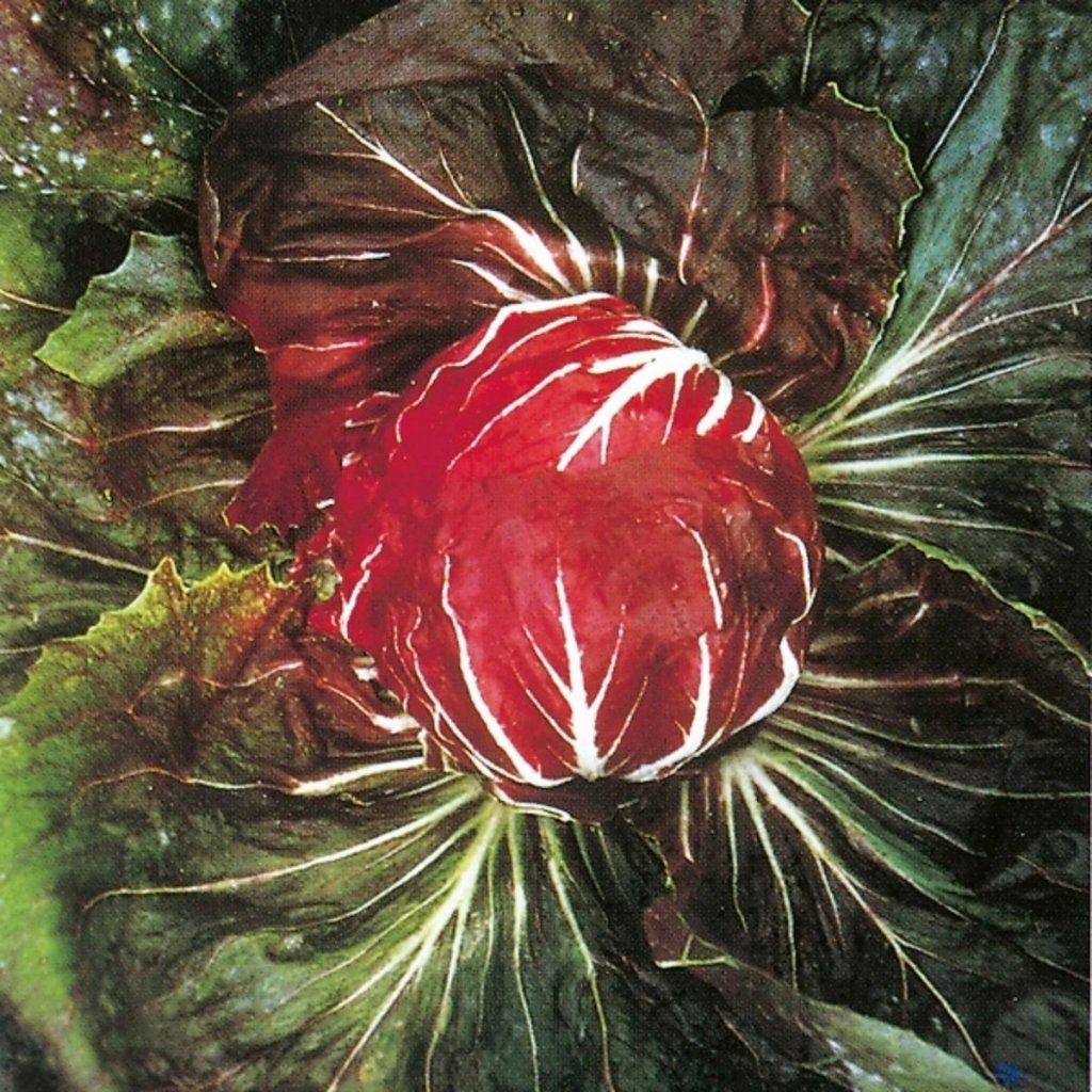 Chicory Radicchio Palla Rossa - Budget Seeds