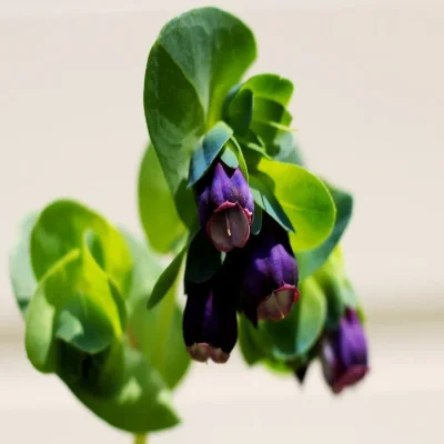 Cerinthe Major Purpurascens - Budget Seeds