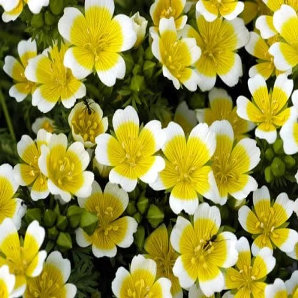 Limnanthes Poached Egg Plant - Budget Seeds