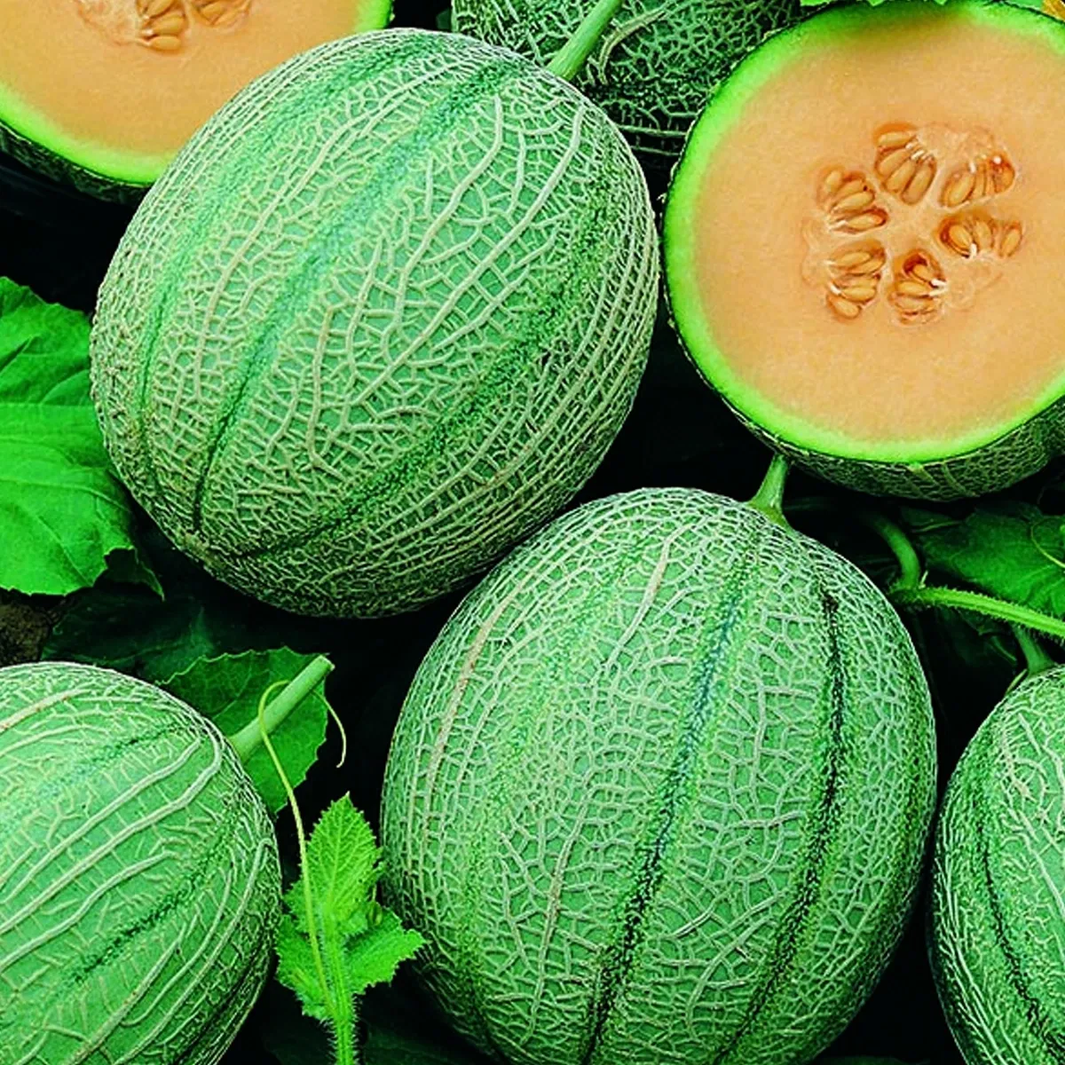 Melon Blenheim Orange - Budget Seeds