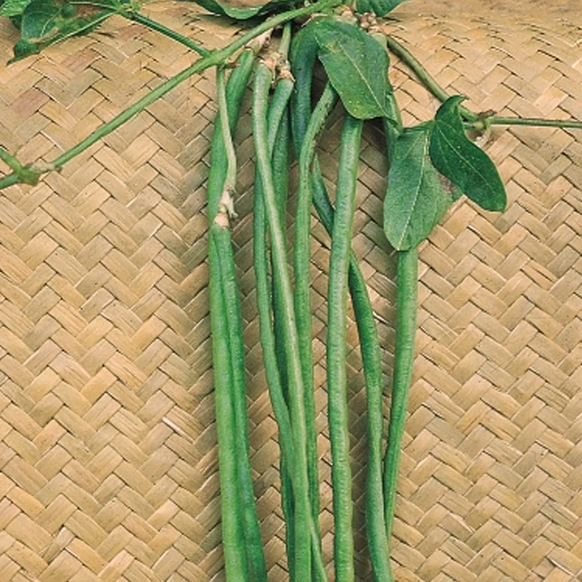 Climbing French Bean Yard Long - Budget Seeds
