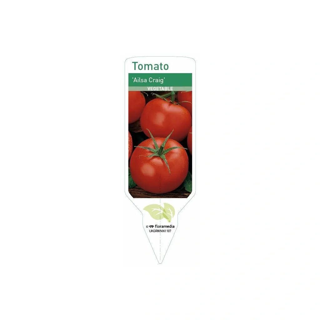 Tomato Ailsa Craig Large Labels x3 - Budget Seeds