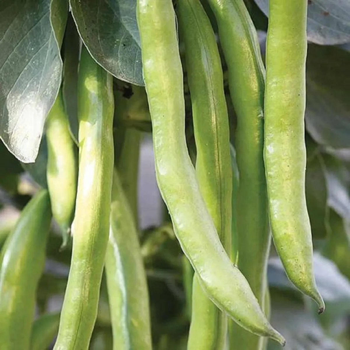 Broad Beans Masterpiece - Budget Seeds