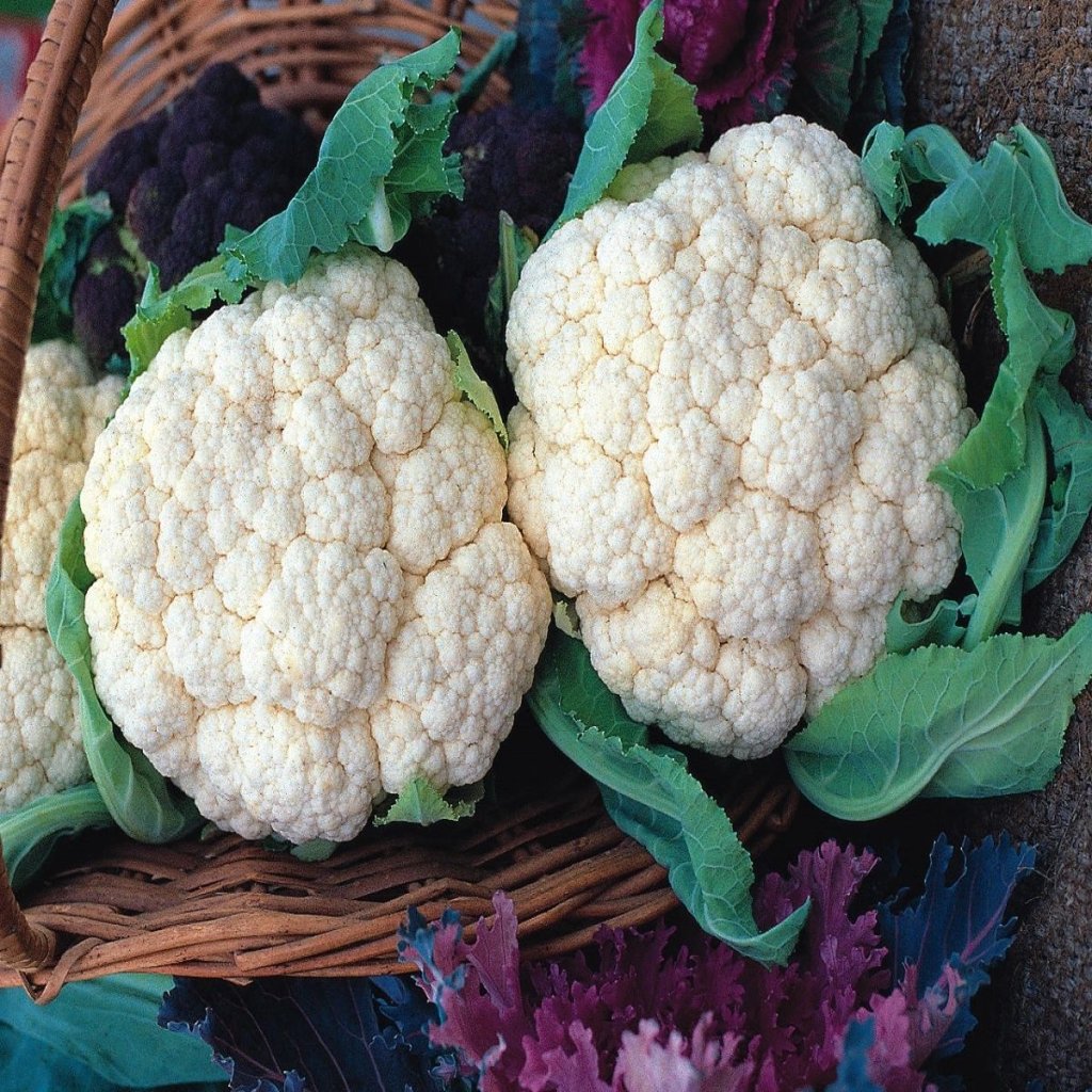 Cauliflower Snowball - Budget Seeds