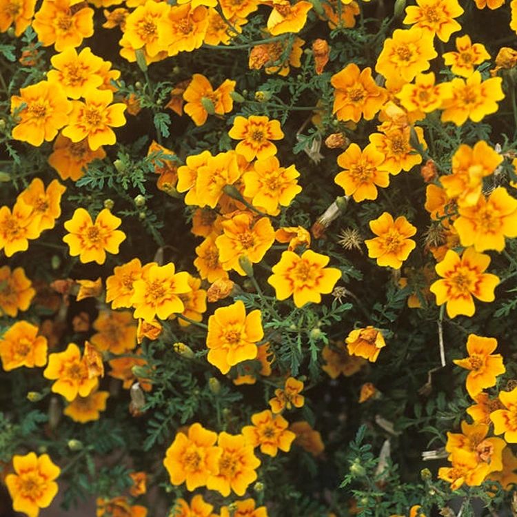 Tagetes Starfire Mix - Budget Seeds
