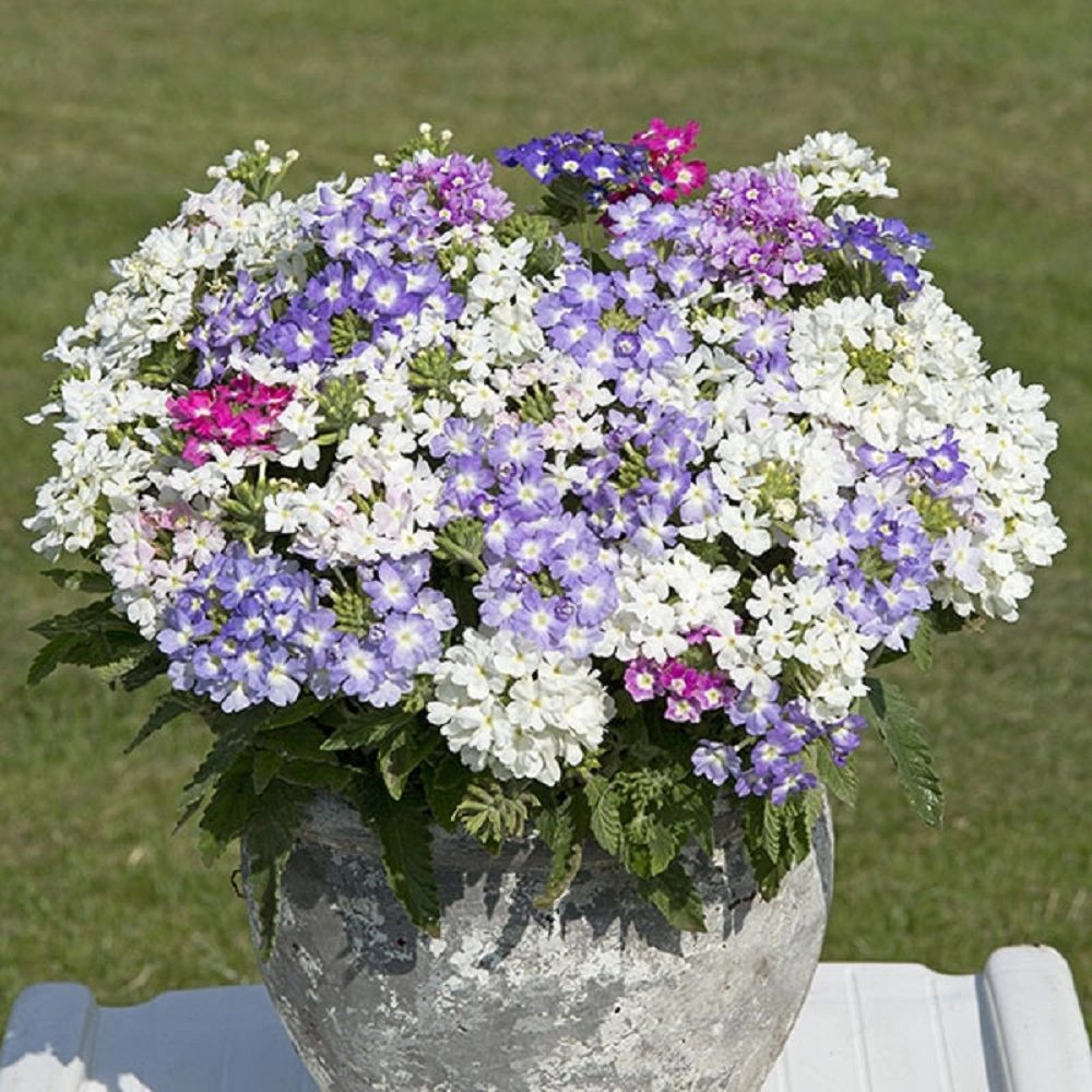 Verbena Scentsation Mix - Budget Seeds