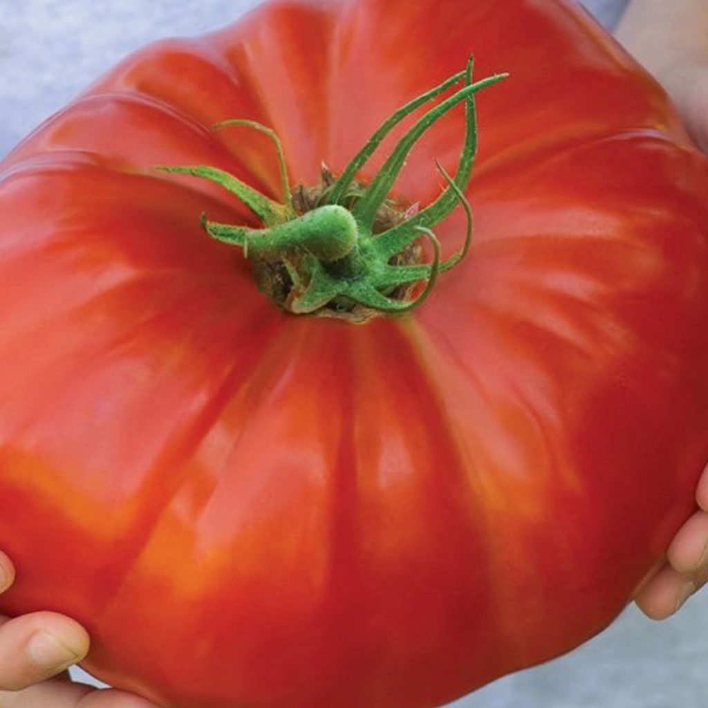 Tomato F1 Gigantomo - Budget Seeds