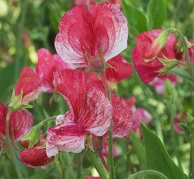 Sweet Pea Old Spice Queen of the Isles - Budget Seeds