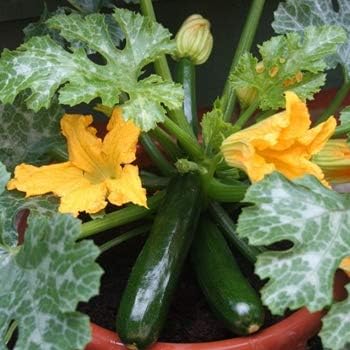 Courgette Patio Midnight F1 - Budget Seeds