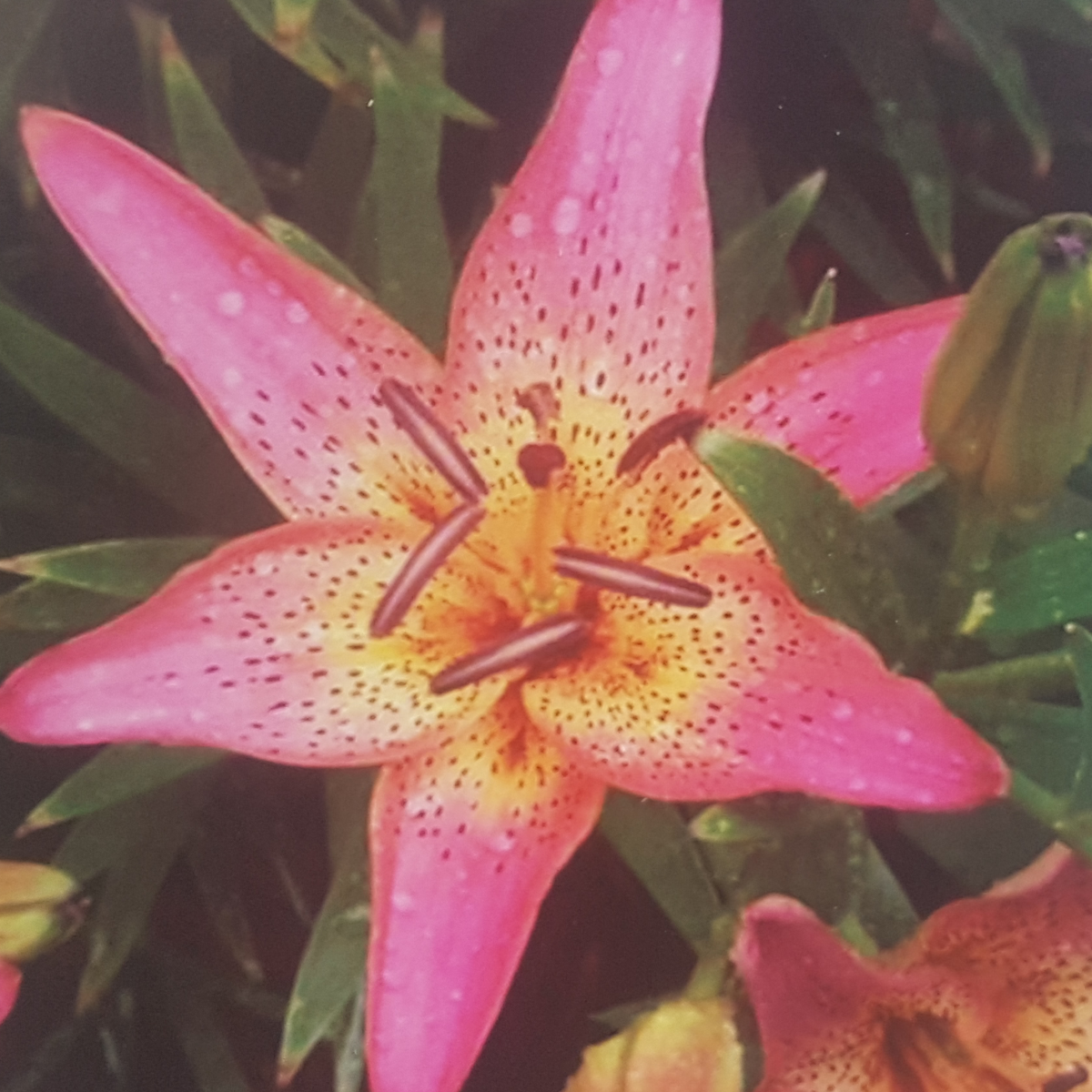 Pot Lily Pink Pixie Bulbs - Budget Seeds