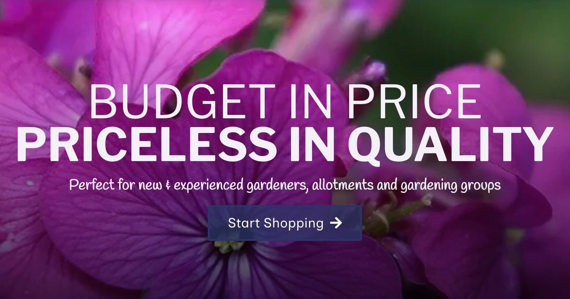 Budget Seeds - Budget in price, priceless in quality