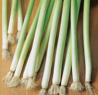 Leek Bulgarian Giant - Budget Seeds
