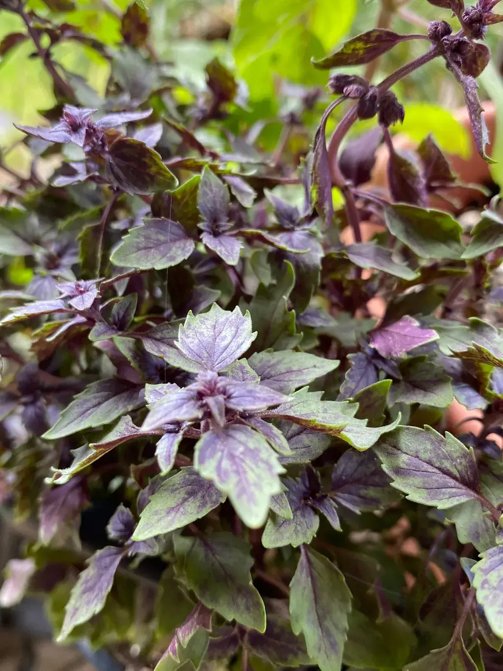 Oregano Blue Hybrid Herb Plant 7cm pot - Budget Seeds
