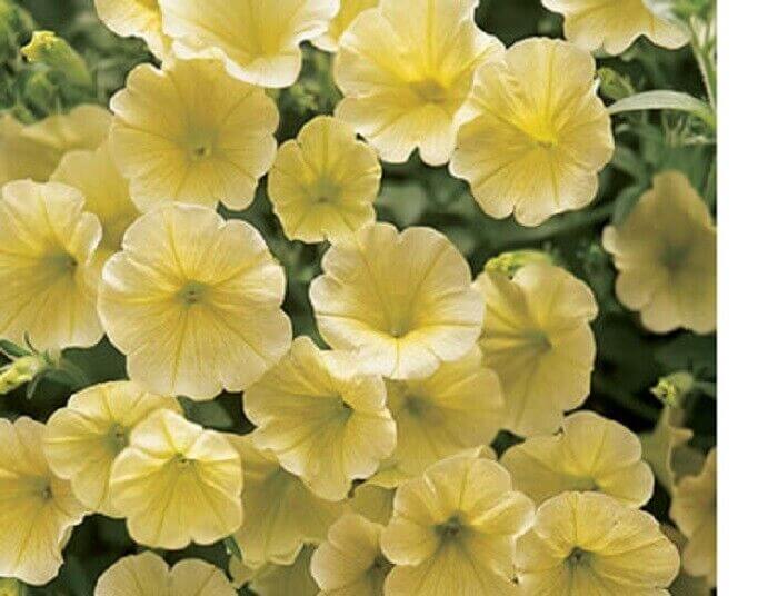 Petunia Surfinia Yellow Large Plug Plants x6 - Budget Seeds
