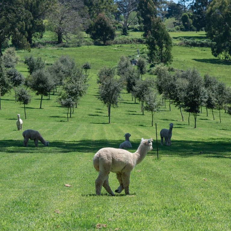 Alpaca Pony Grass Seed Ley - Budget Seeds