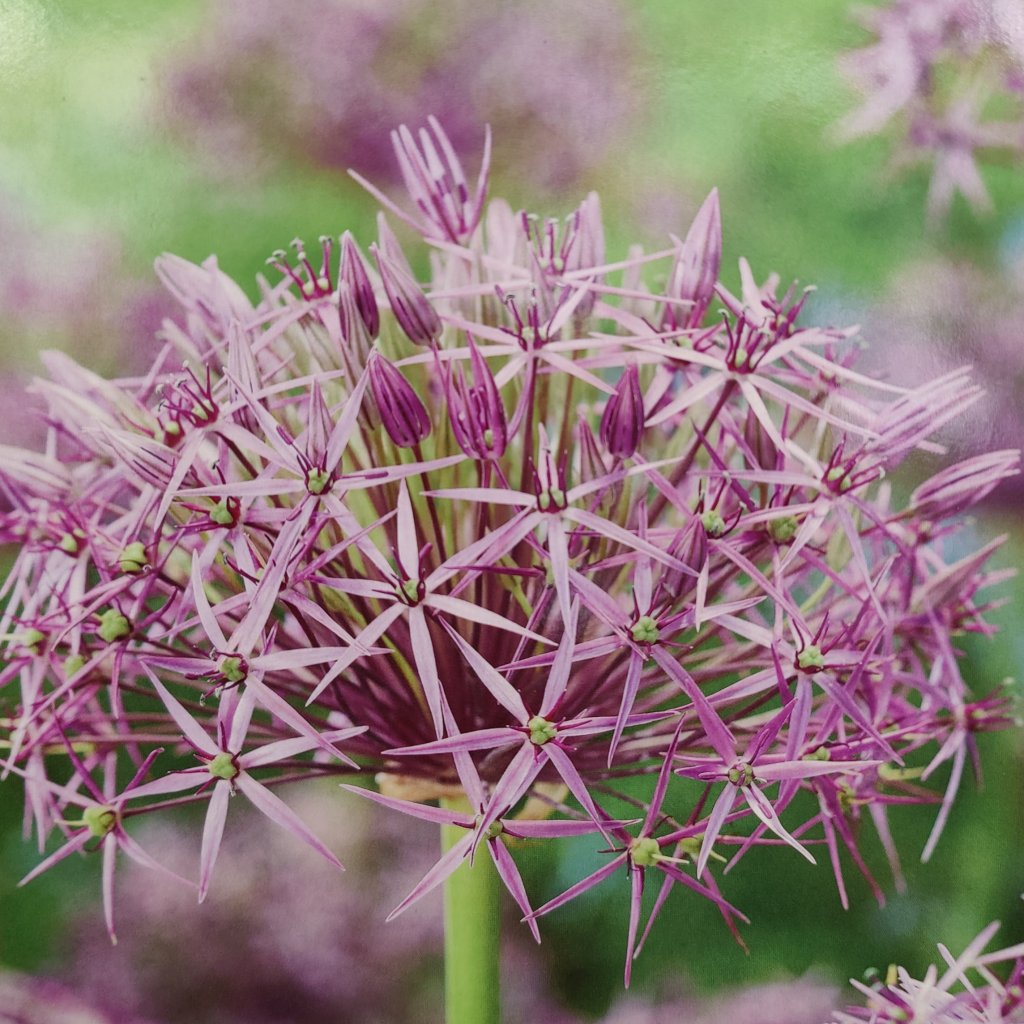 Christophii Allium - 5 Bulbs - Budget Seeds