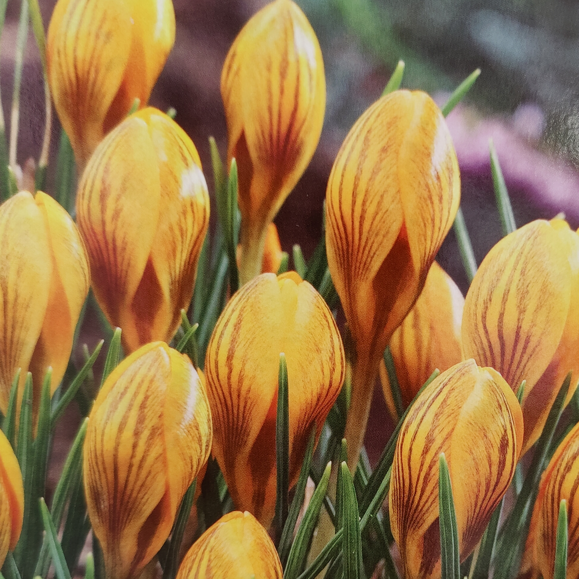 Fuscotinctus Crocus - 10 Bulbs - Budget Seeds
