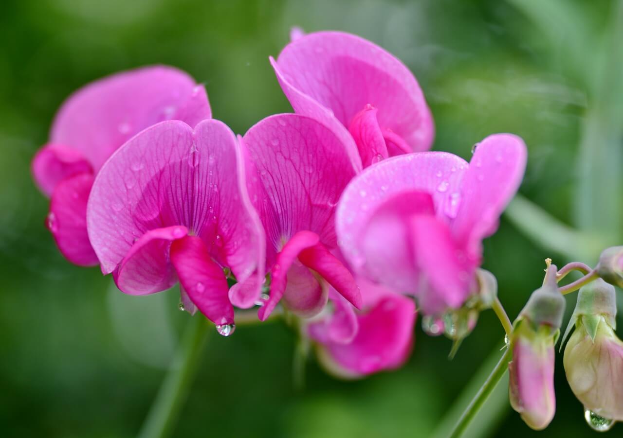 Sweet Peas - Budget Seeds