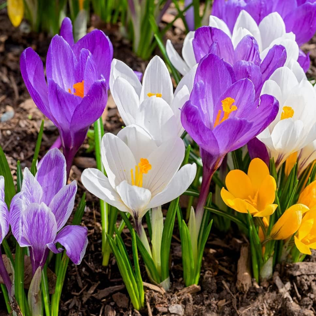 Crocus Mixed Specie Bulbs Large 45 Pack - Budget Seeds