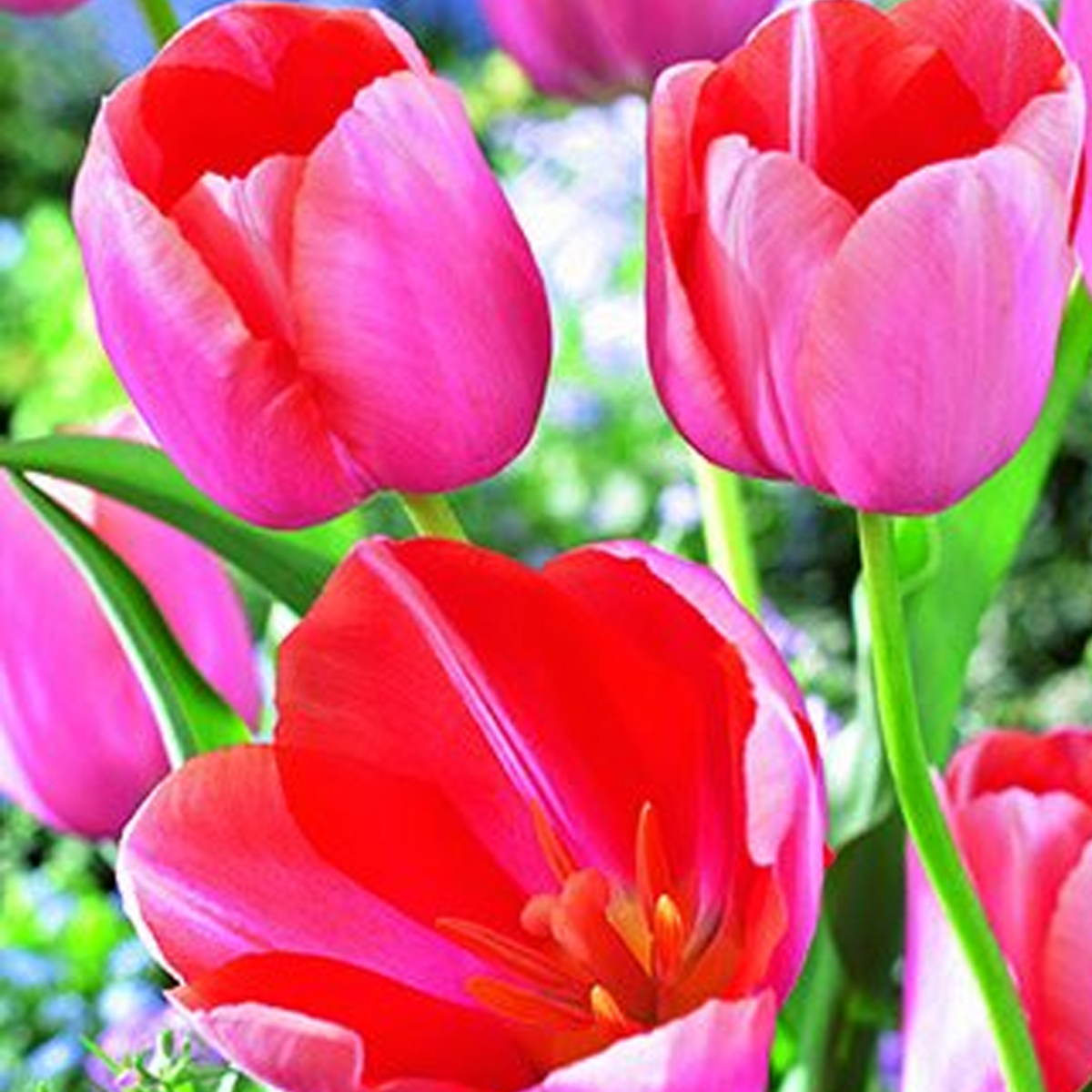 Tulip Menton Single Late Bulbs 7 Pack - Budget Seeds