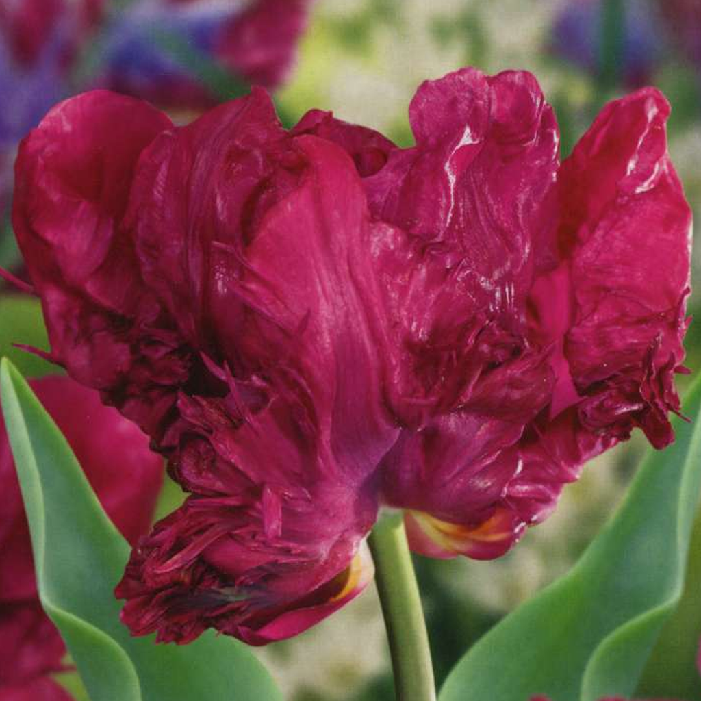Parrot Prince - Border Tulip 5 Bulbs - Budget Seeds
