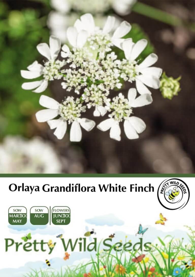 Pictorial Orlaya Grandiflora - Budget Seeds