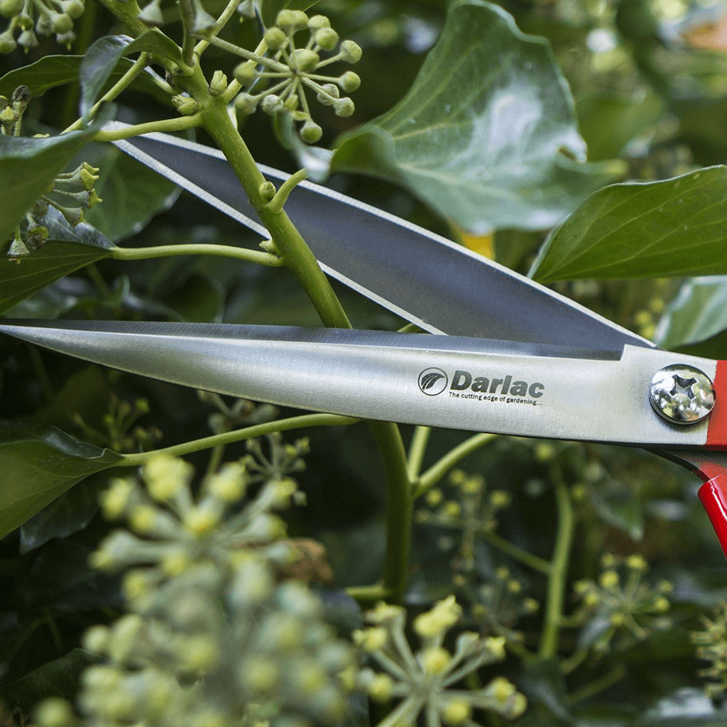 Darlac Perennial Hand Shear - Budget Seeds
