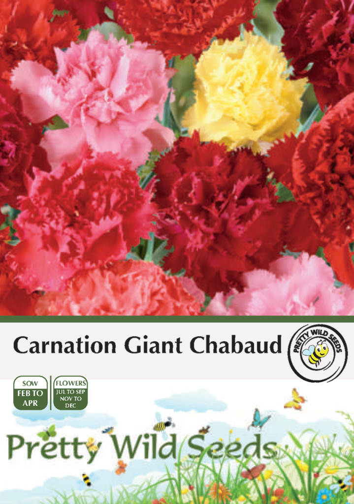 Pictorial Carnation Giant Chabaud - Budget Seeds