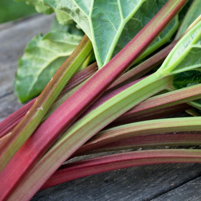 Rhubarb Crown Victoria - Budget Seeds