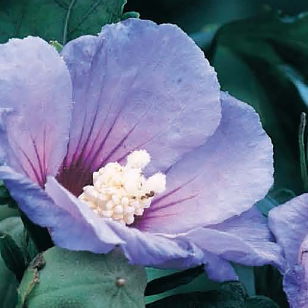 Hibiscus Syriacus Bare root shrub - Budget Seeds