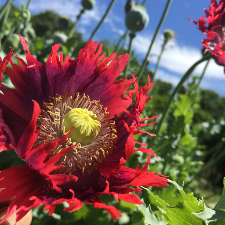 Poppy Drama Queen Papaver Somniferum - Budget Seeds