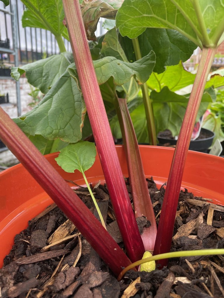 Rhubarb Crown Red Champagne - Budget Seeds