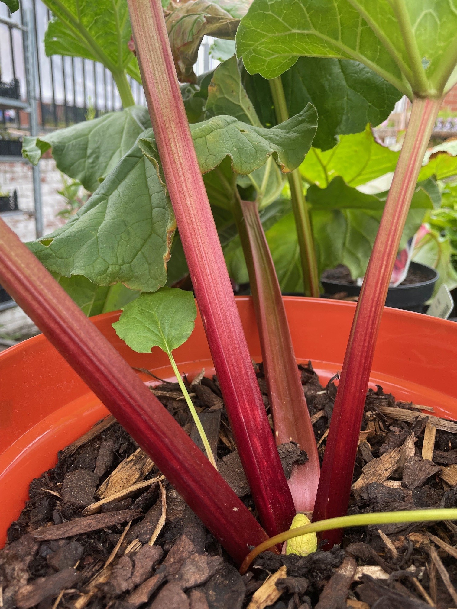 Rhubarb Crown Red Champagne - Budget Seeds