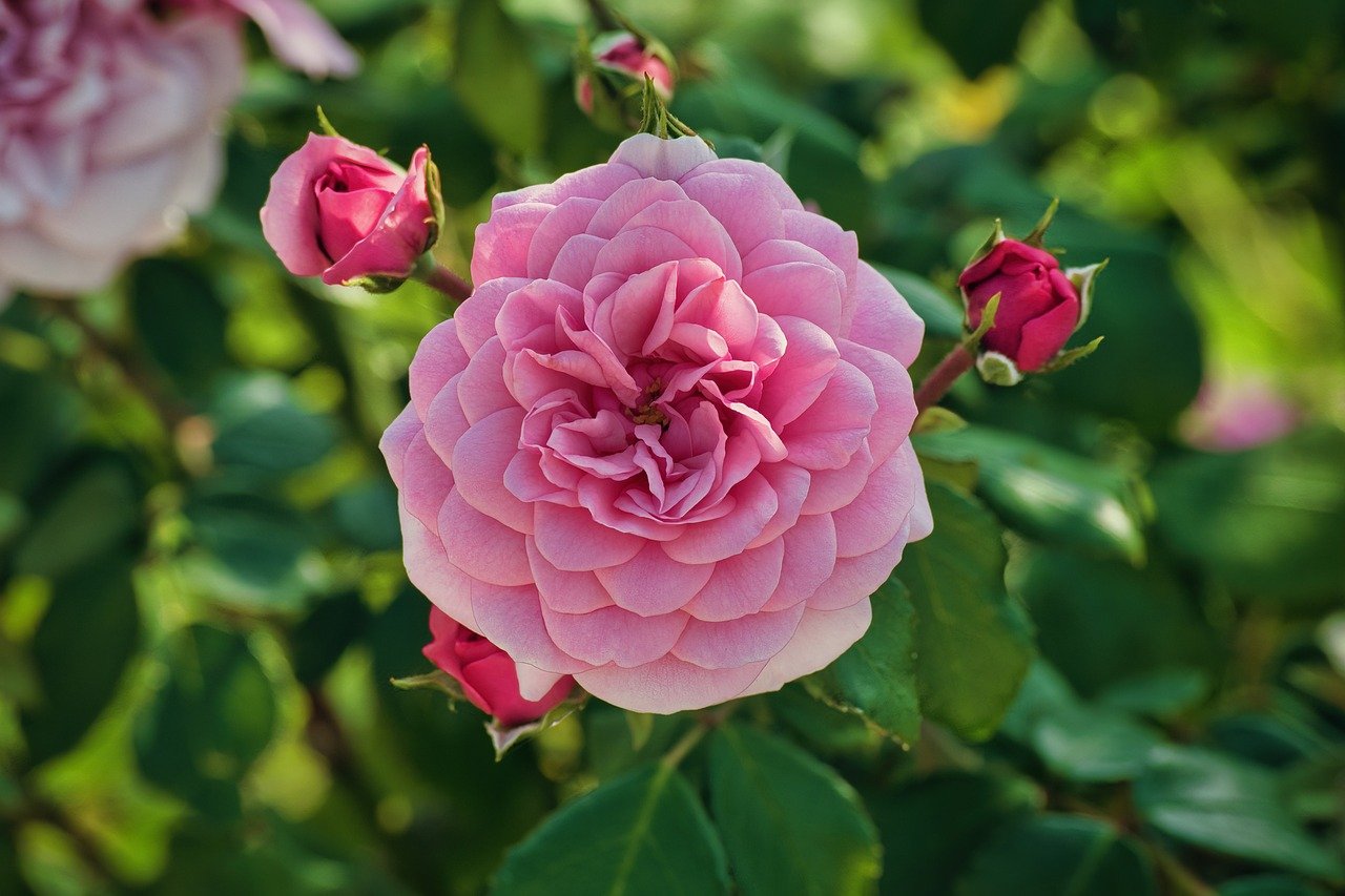 Rose Plants - Budget Seeds