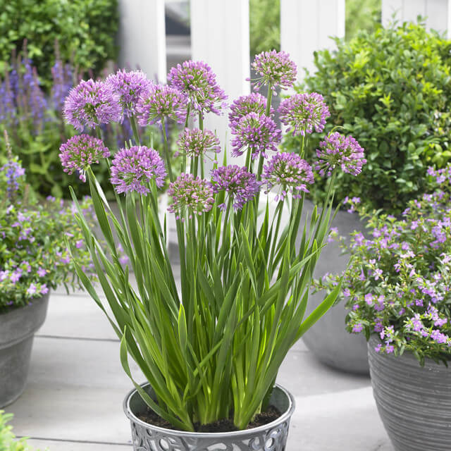 Allium Millenium - Budget Seeds