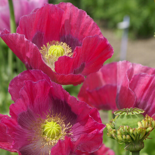 Poppy Papaver Somniferum Hens and Chickens HA - Budget Seeds