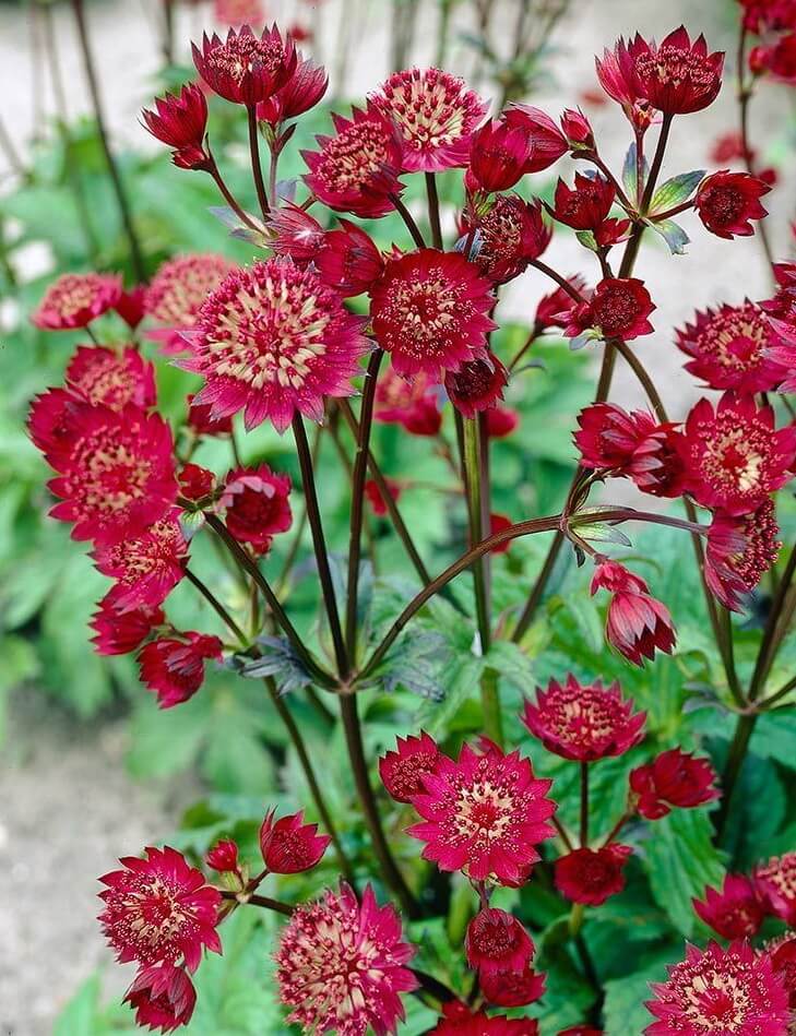 Astrantia Major Star of Flame Bare root plant - Budget Seeds