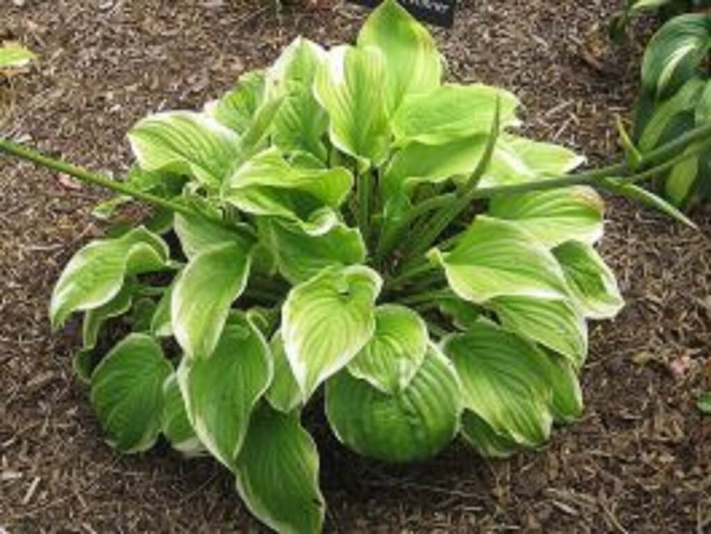 Hosta Fragrant Bouquet Bare root plant - Budget Seeds