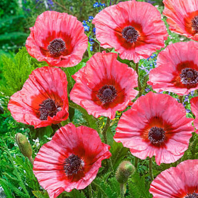 Papaver Orientale Burning Heart Poppy - Budget Seeds