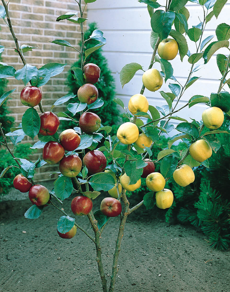 Duo Apple Tree 2 varieties of apple on one tree COLLECTION ONLY ...