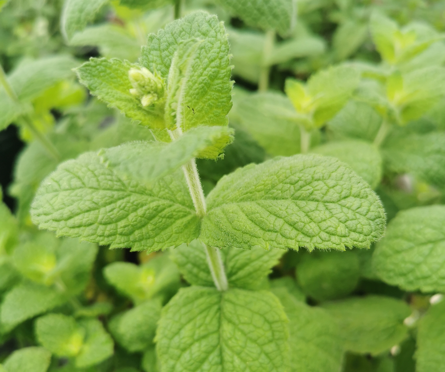 Apple Mint Plant - Budget Seeds