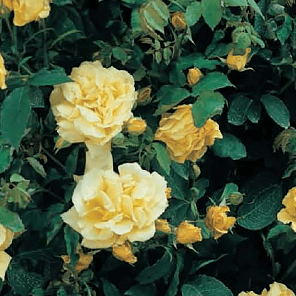 Climbing Rose Golden Rain Climber Bare root plant Fragrant Rose ...
