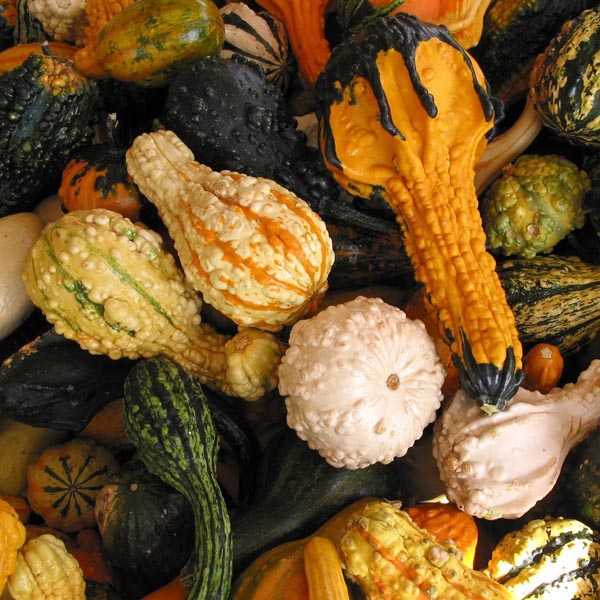 Squash Small Mixed Warted Gourd - Budget Seeds
