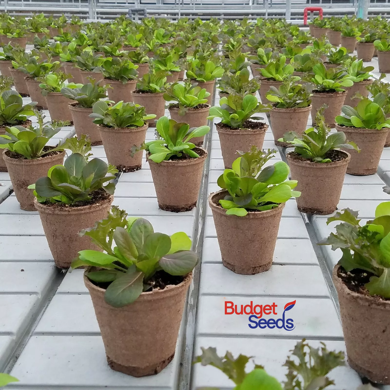 Peat Pots Jiffy 6cm Biodegradable Organic Round Plant Pots Seeds ...